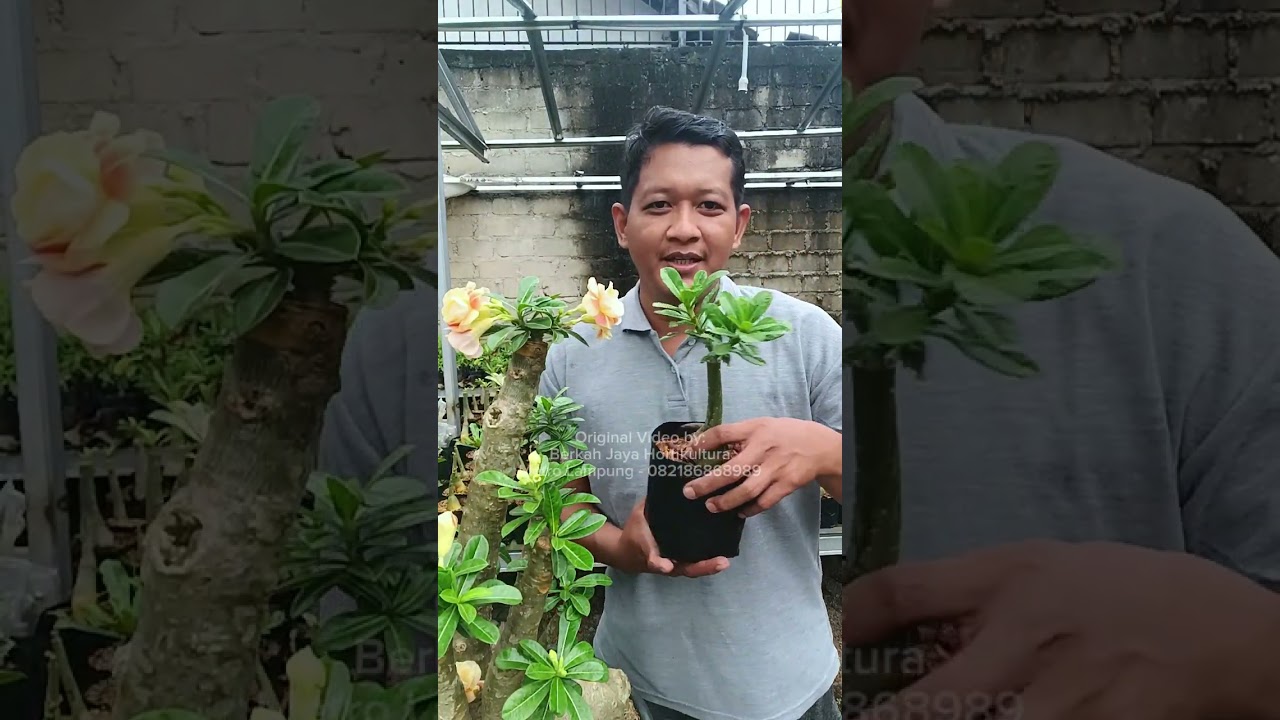 Best Seller‼️ Adenium grafting bunga tumpuk #adenium #kambojajepang #adeniumtumpuk #kambojatumpuk