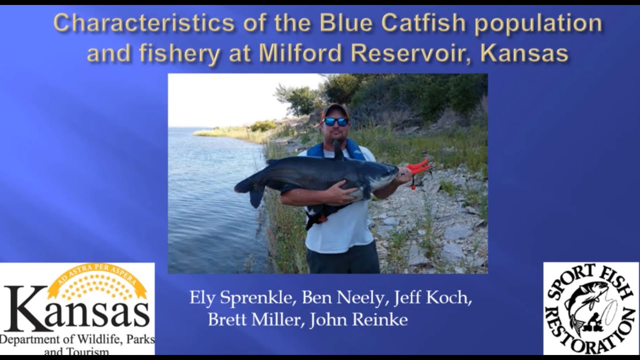 Sprenkle- Characteristics of the Blue Catfish population and fishery at Milford Reservoir, Kansas