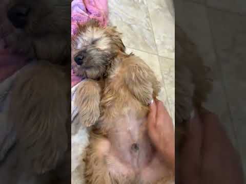 Fluffy Puppy At Risk Of Losing His Lung & Life