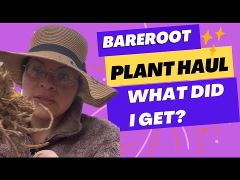 Gilbert H Wild & Son Bare Root Plant Haul: First Impressions