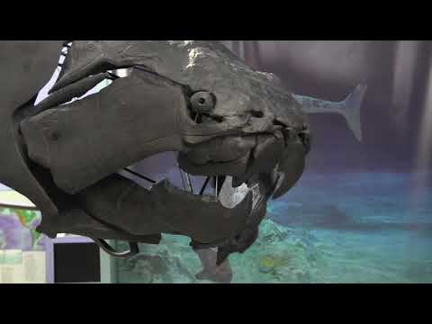 Meet the Dunkleosteus!