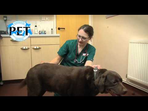 Dog - Body Condition Score.mov
