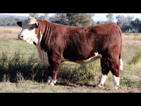 Lot 32 AHCU097 Rayleigh 2025