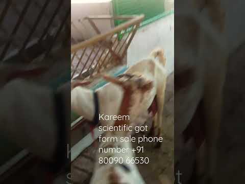 Kareem scientific got form barbari Bakri sale 8009066530