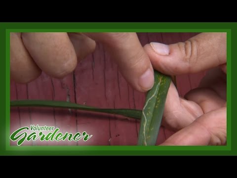 Plant Problems Part 2 | Volunteer Gardener