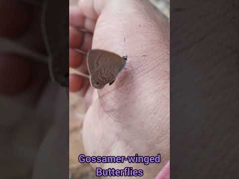 #nacaduba #butterfly #butterflies #animal #animals #insects #animal #Gossamer-winged Butterflies