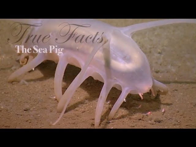 True Facts About the Sea Pig - The Awesomer