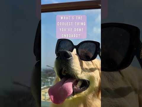 What’s the world’s best family vacation without a family dog? ???? #iconoftheseas #dog #cruise