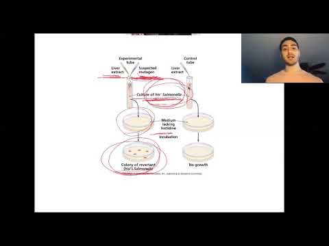 THE AMES TEST | Measuring How Mutagenic Certain Chemicals Are
