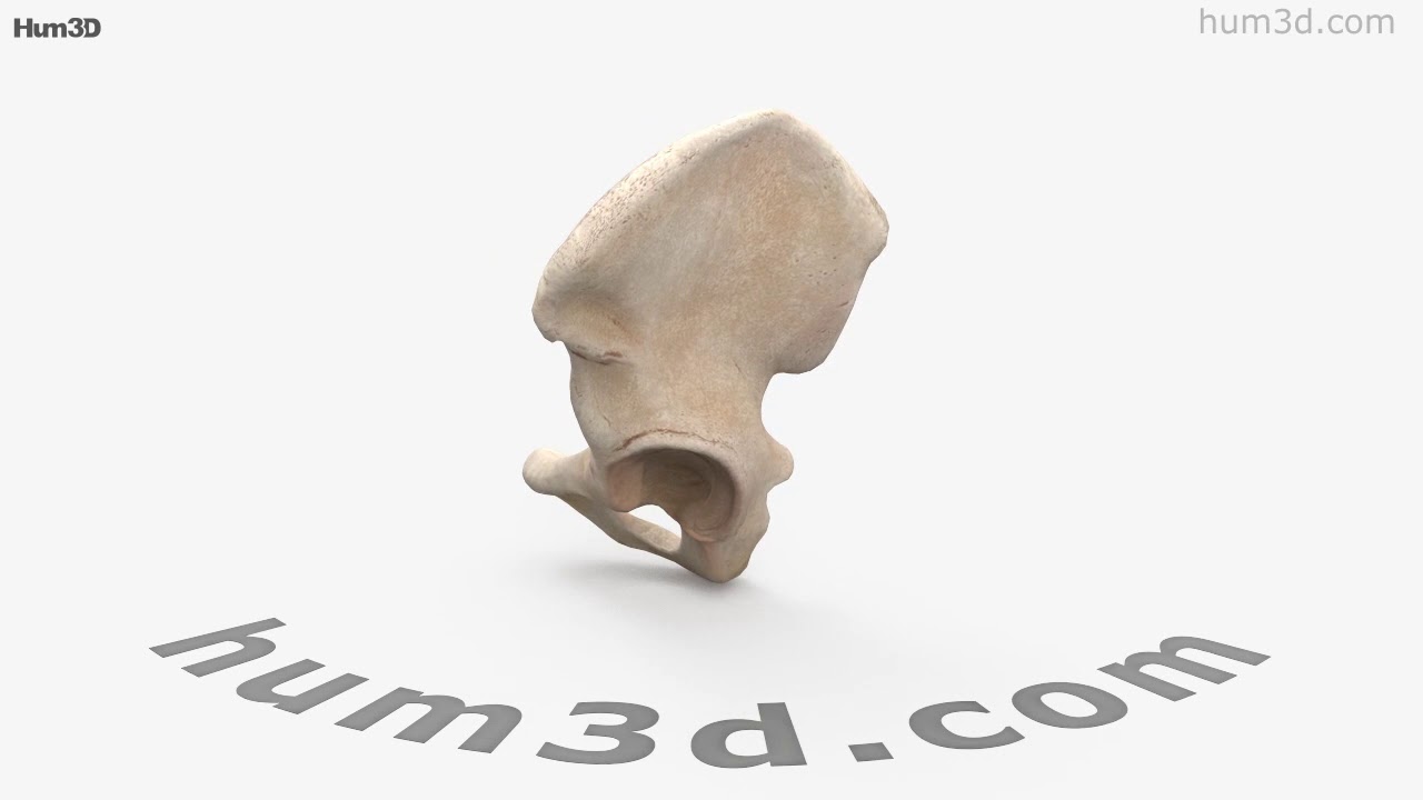 Hip Bone 3D model by 3DModels.org