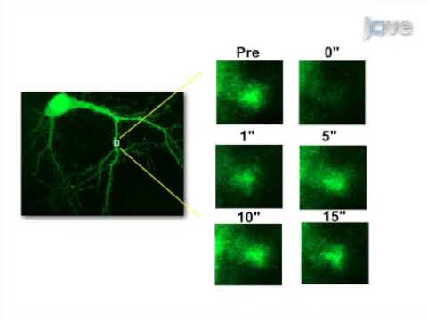 Fluorescence recovery within dendritic spines of cultured hippocampal neurons using FRAP methodology