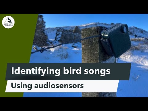 Audio sensors - identifying birds by their songs!