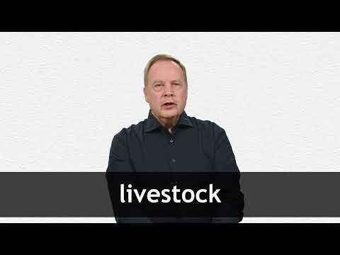 How to pronounce LIVESTOCK in American English
