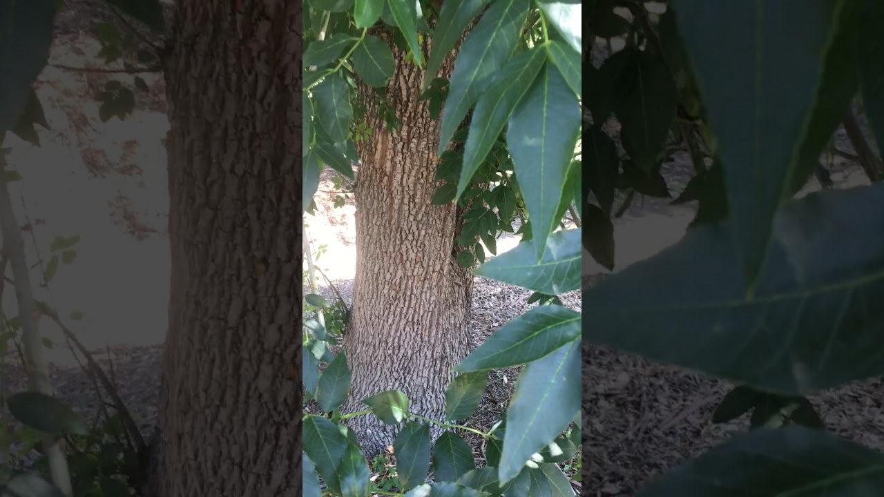 Fraxinus uhdei