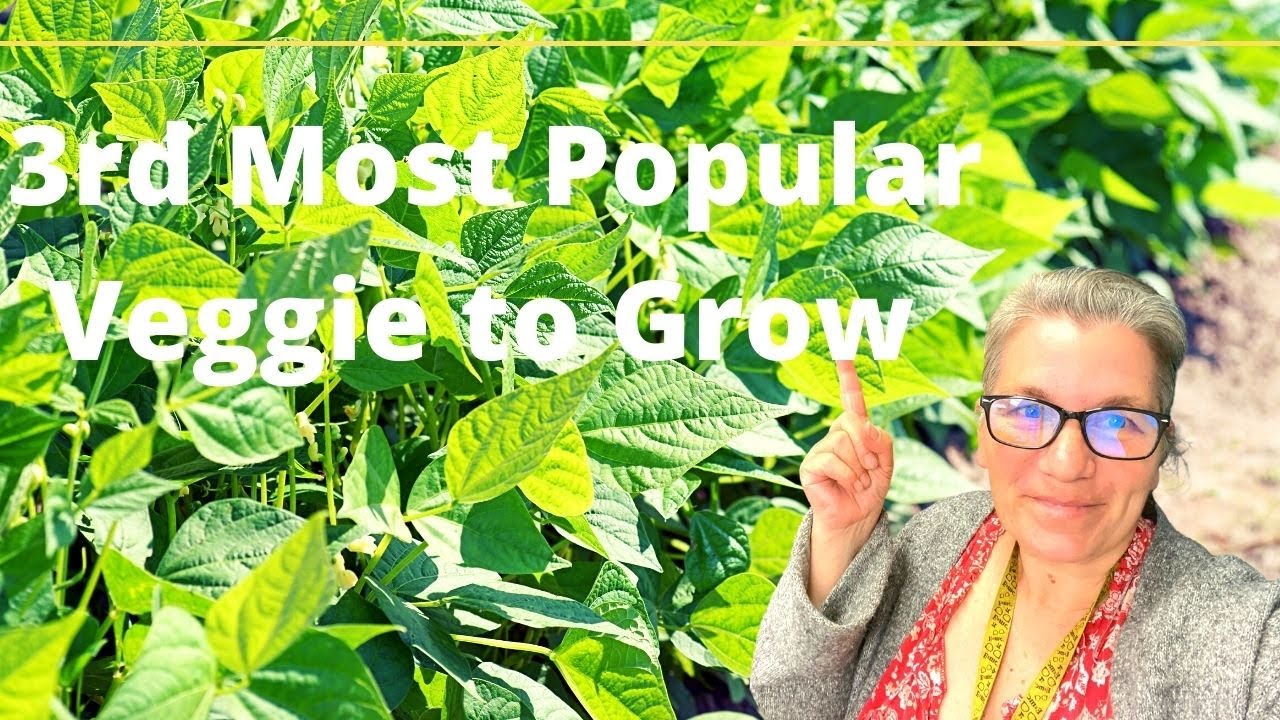 Planting Kentucky Wonder Pole Bean Seeds | Day 46 of Seed Challenge
