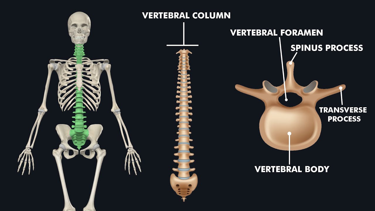 Understanding the Anatomy of the Vertebral Column: A Comprehensive ...