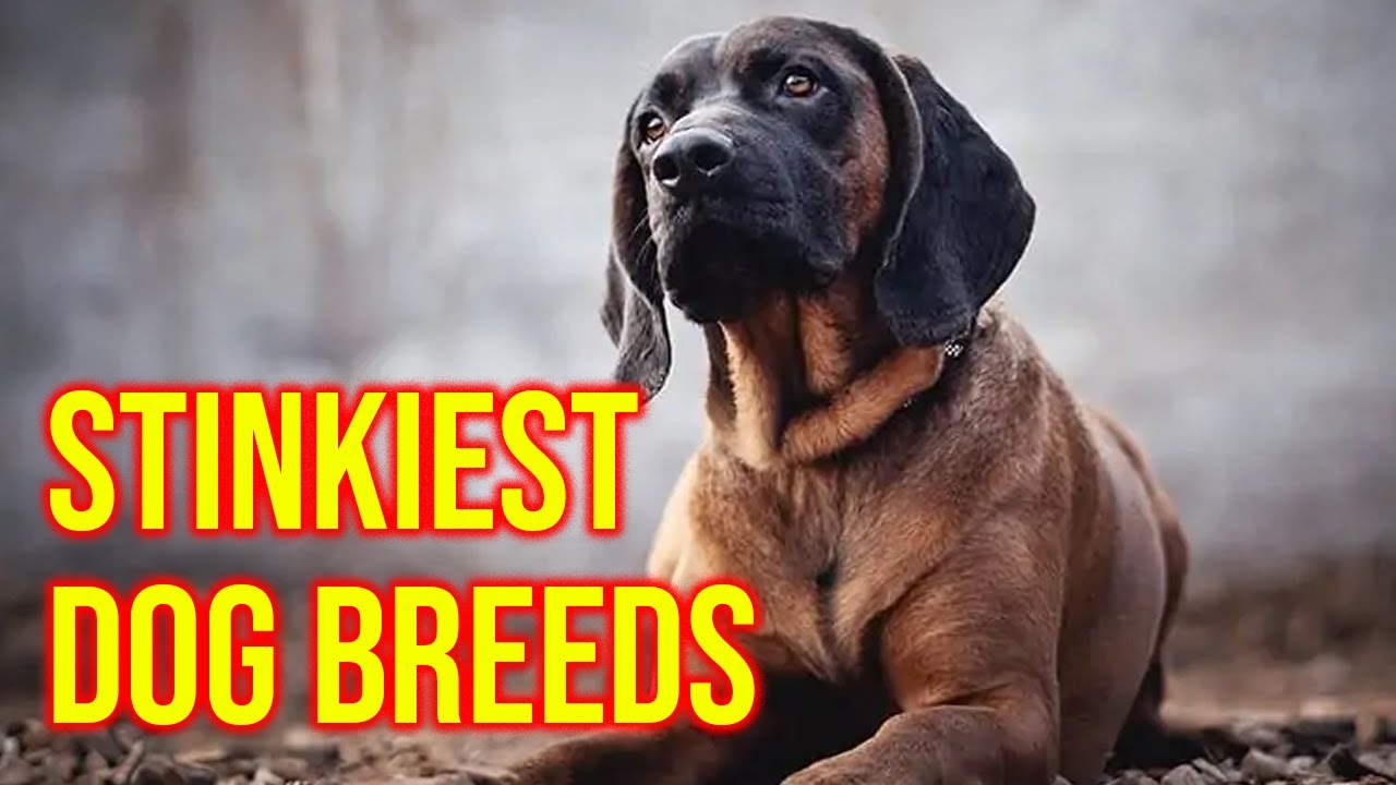 Top 10 Stinkiest Dog Breeds You Need To Know