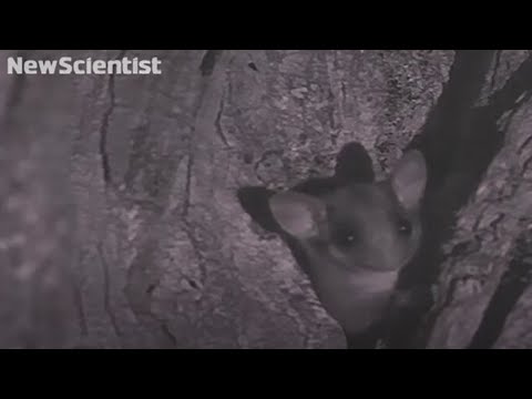 Rare possum reacts to imitation calls