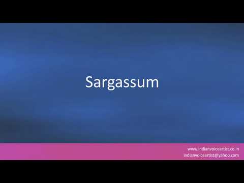 Pronunciation of the word(s) "Sargassum".