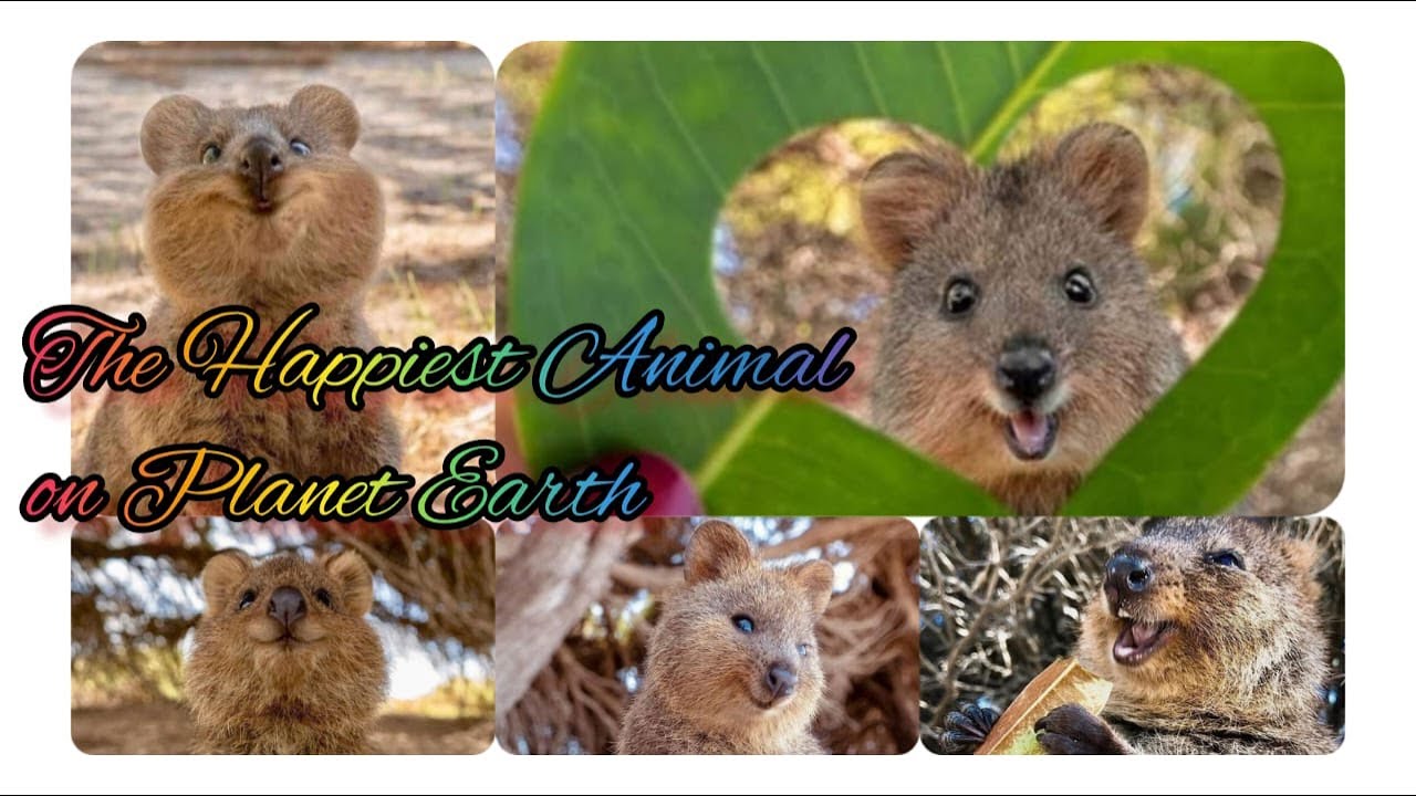 Planet Earth's Happiest Animal of all Times, We Introduce You to Quokka! | Awesome Cute Pets Bonding