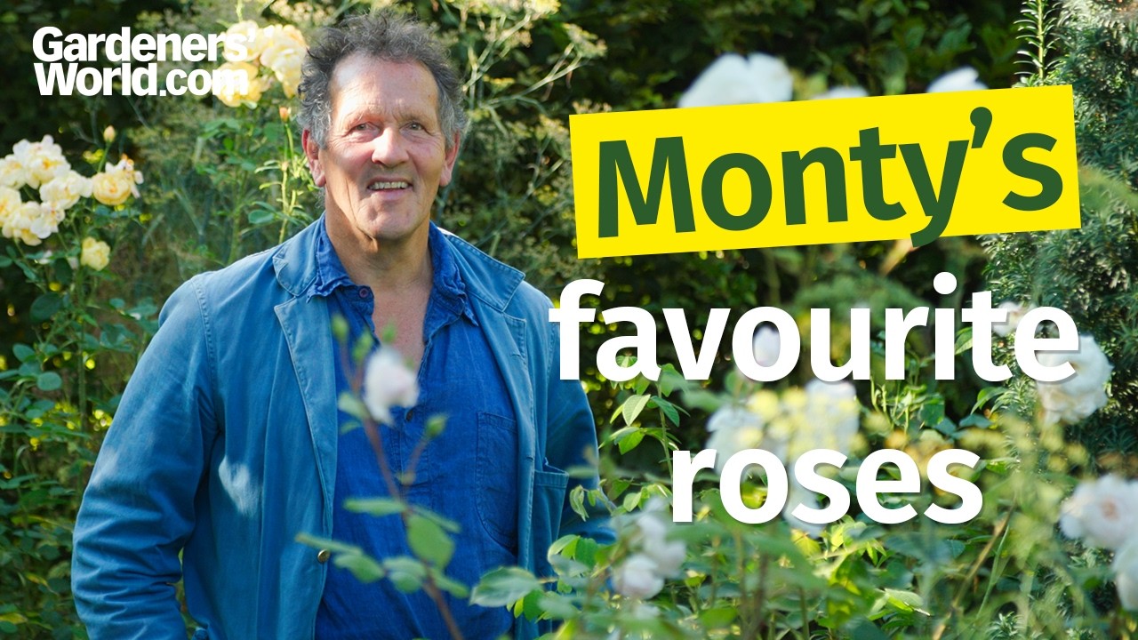 Why Monty Don LOVES these roses more than any others