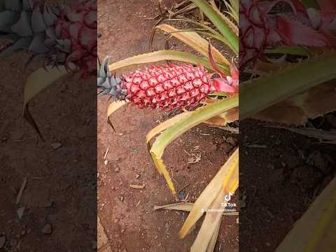 Pink Pineapples Dole plantation 😎🍍🤙🌏 #pink #my #travel #hawaiian