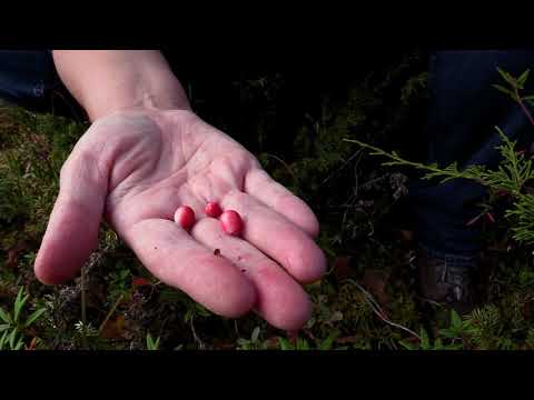 Lingonberry or Low Bush Cranberry (Identification)