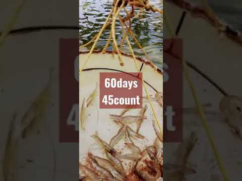L.vannamei SHRIMP speed growth by shenglong feed.....