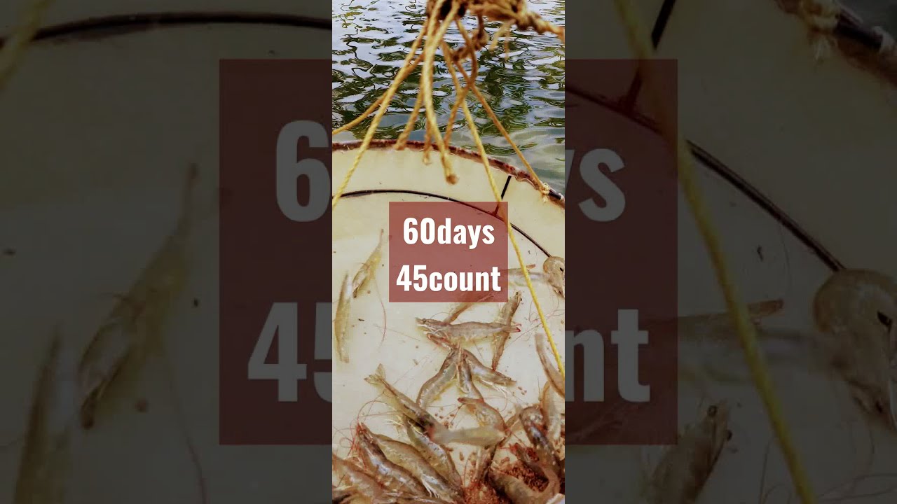 L.vannamei SHRIMP speed growth by shenglong feed.....