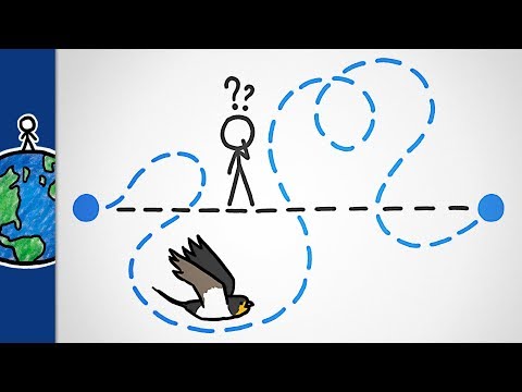 Why Do Birds Migrate Like This?