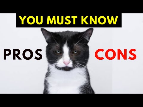 20 Surprising Pros and Cons of Tuxedo Cats