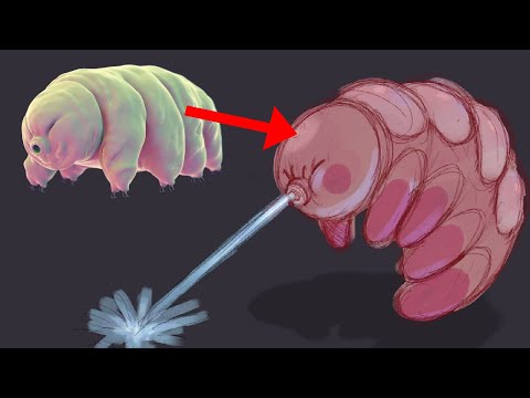 Pokémon from Tardigrades? original Pokémon design/concept #art #Pokémon #conceptart