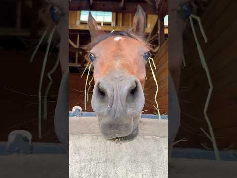 Funny horse sniffing a phone πππ #horse #horses #horselover