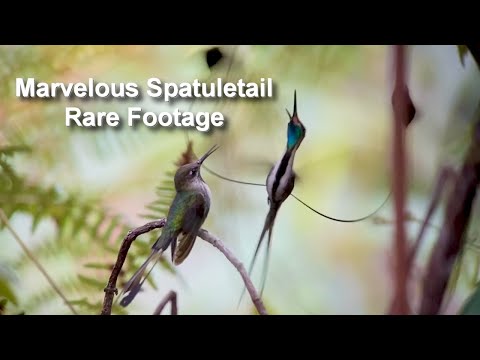 Rare Hummingbird Footage: Marvelous Spatuletail Mating Dance
