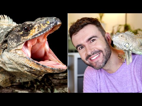 Iguanas Explained