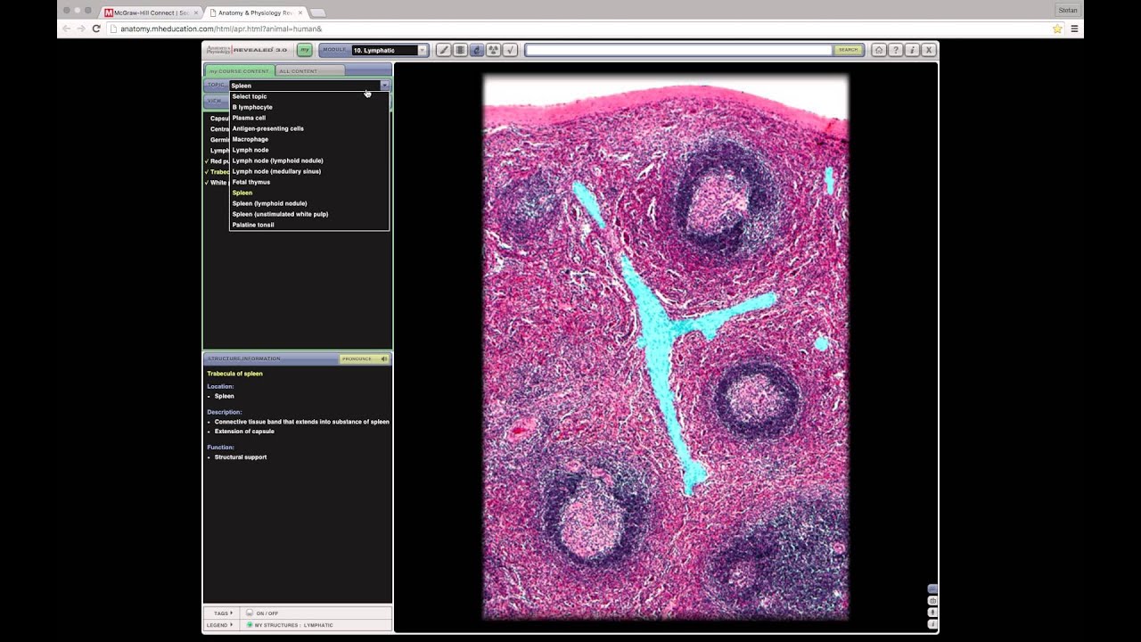 AP2 Lab Midterm Lymphatic Slides