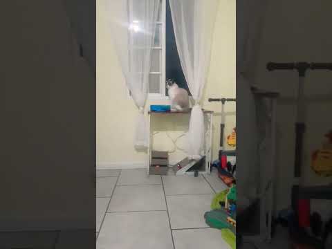 my cat's name is snowball