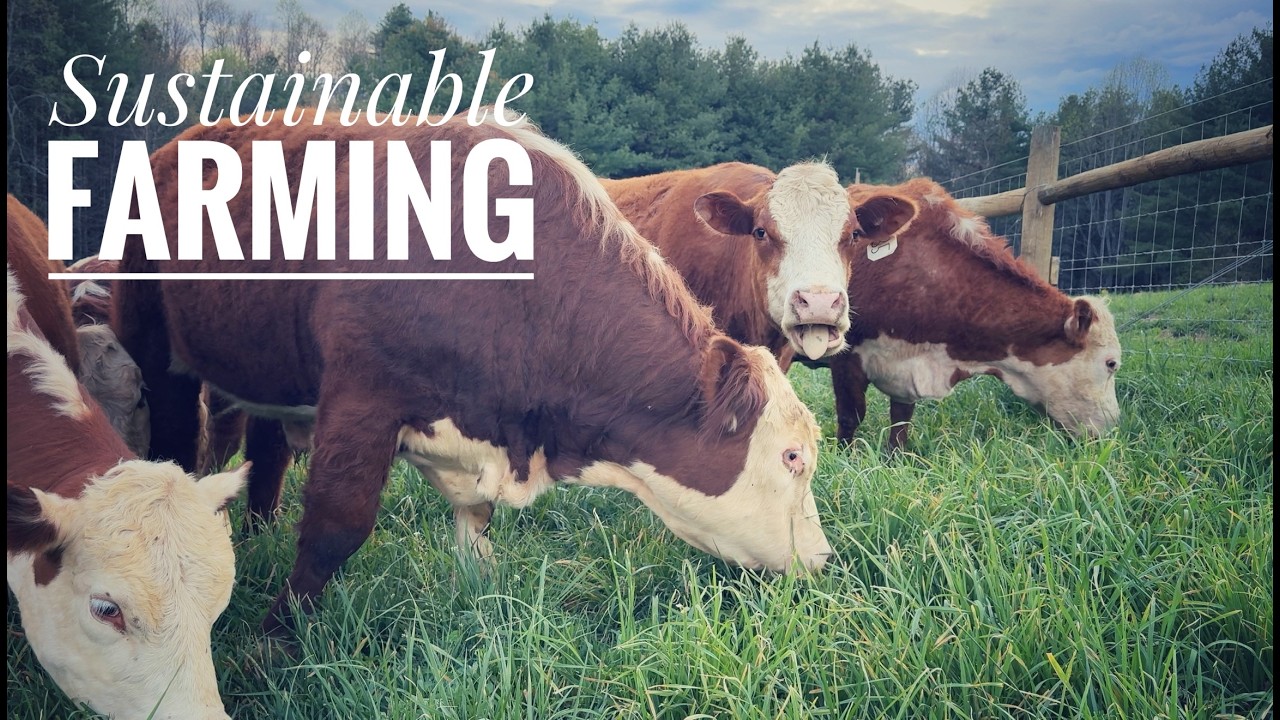 Why We Use Rotational Grazing | Sustainable Farming