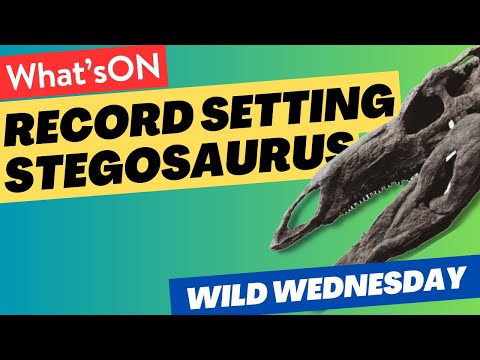 Stegosaurus Skeleton Sells for Whopping $44.6 Million
