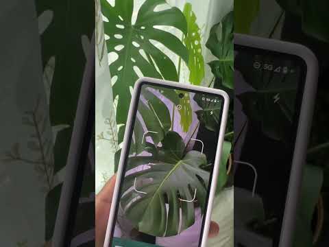 BEST APP FOR PLANT DIAGNOSIS AND IDENTITY