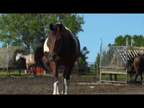 Equine Assisted Therapy for Veterans and Children