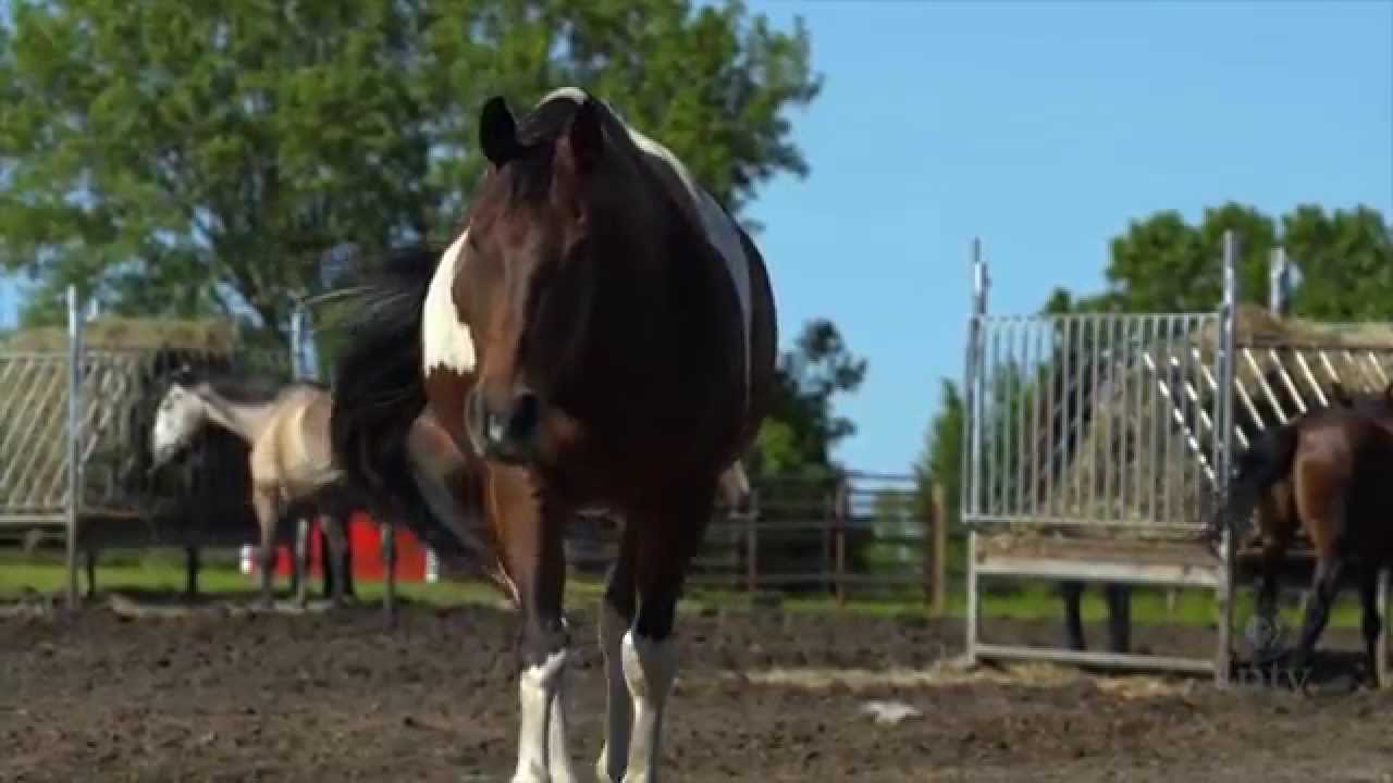 Equine Assisted Therapy for Veterans and Children