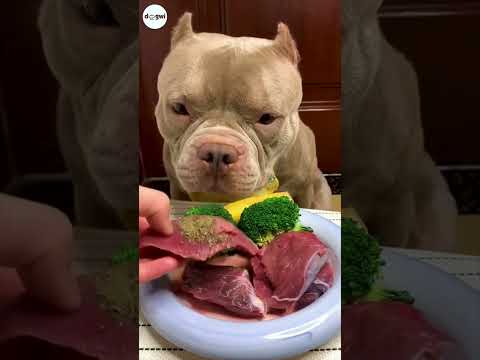 Adding a Little Spice Makes Food Taste Better #dog #dogs #puppy #shorts