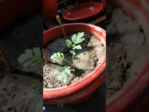 Stages of my Aster Flower (Small--semi big) #shorts