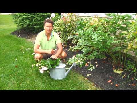 How to Cut Peonies