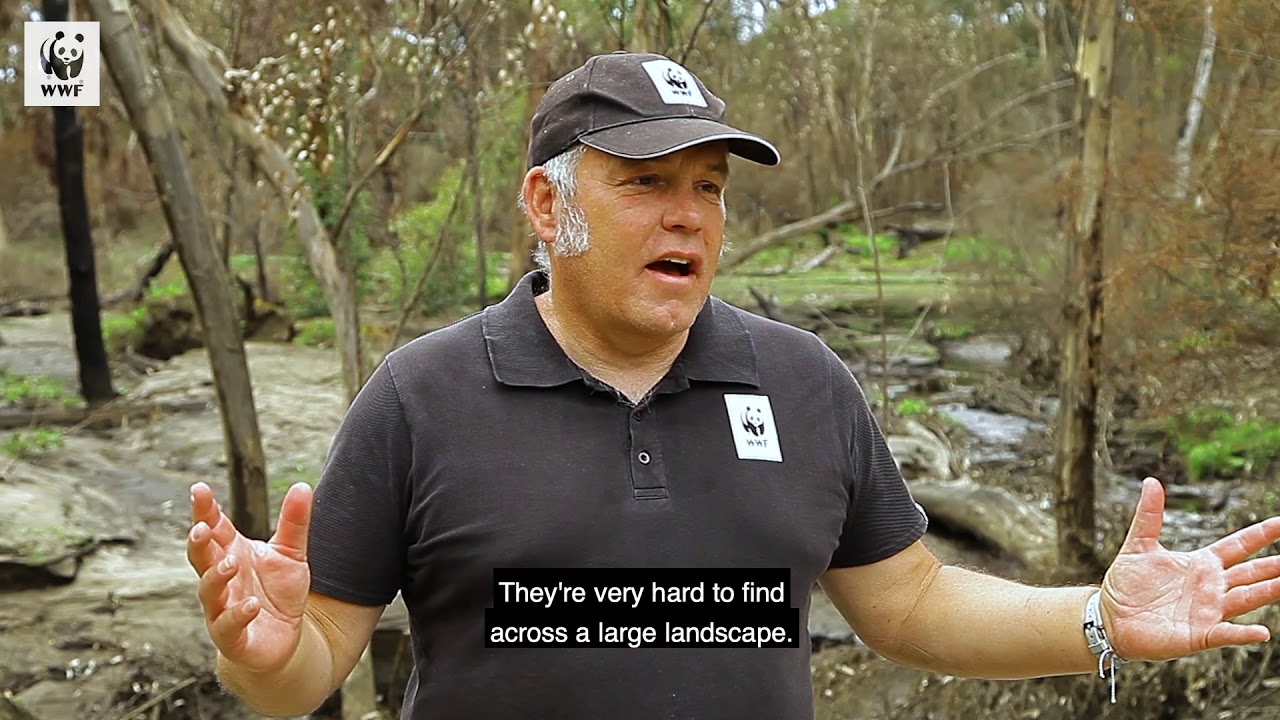 An Eye on Recovery | WWF-Australia