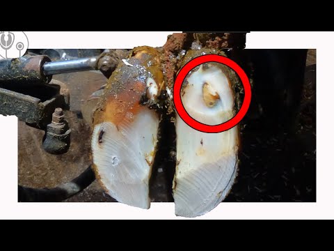 PEELING CRACKED HOOF ... INVESTING in the FUTURE