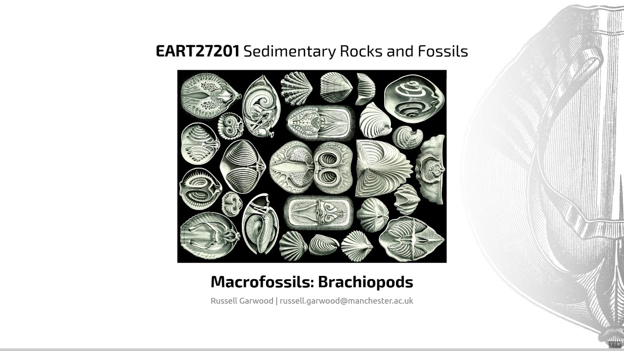Brachiopods, Video 1 - EART27201 - Sedimentary Rocks and Fossils