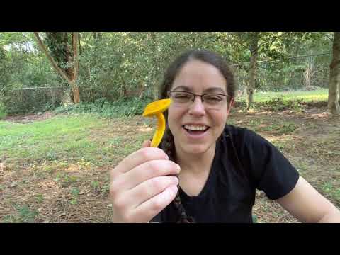 Aureoboletus auriflammeus, the flaming-gold bolete + Google Lens for mushroom IDs