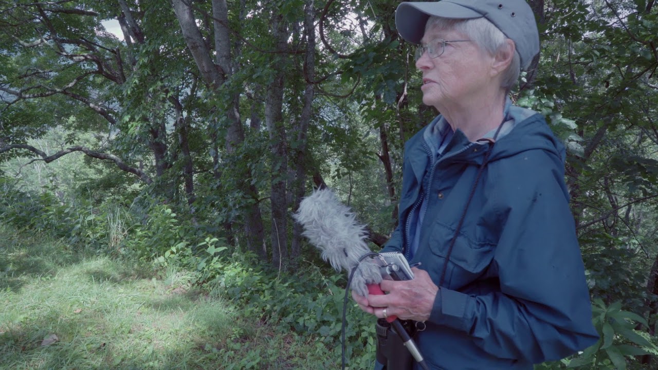 Charlotte Goedsche & Cerulean Warblers